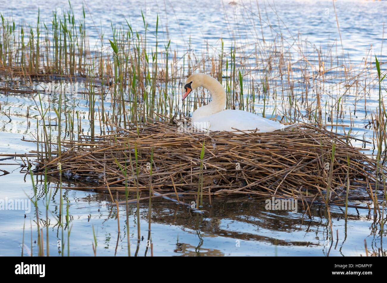 Brooding swan hi-res stock photography and images - Alamy