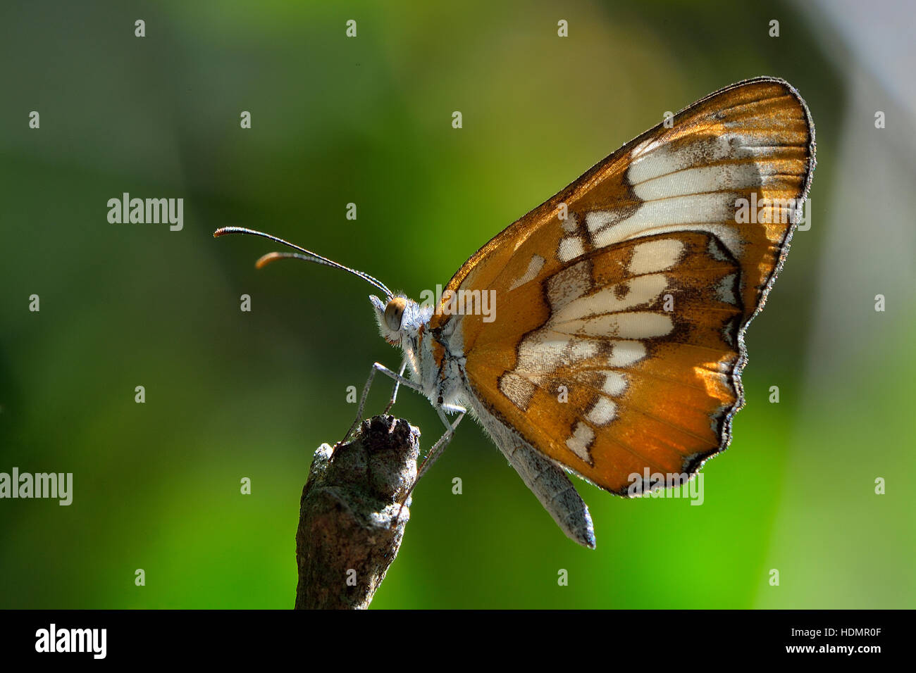 Nymphalid butterfly hi-res stock photography and images - Alamy
