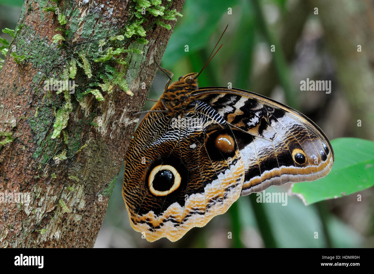 Giant Owl (Caligo memnon), Orange Walk District, Belize Stock Photo - Alamy