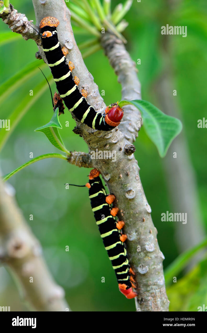 Tetrio Sphinx Moth (Pseudosphinx tetrio), Raupen, Corozal District ...