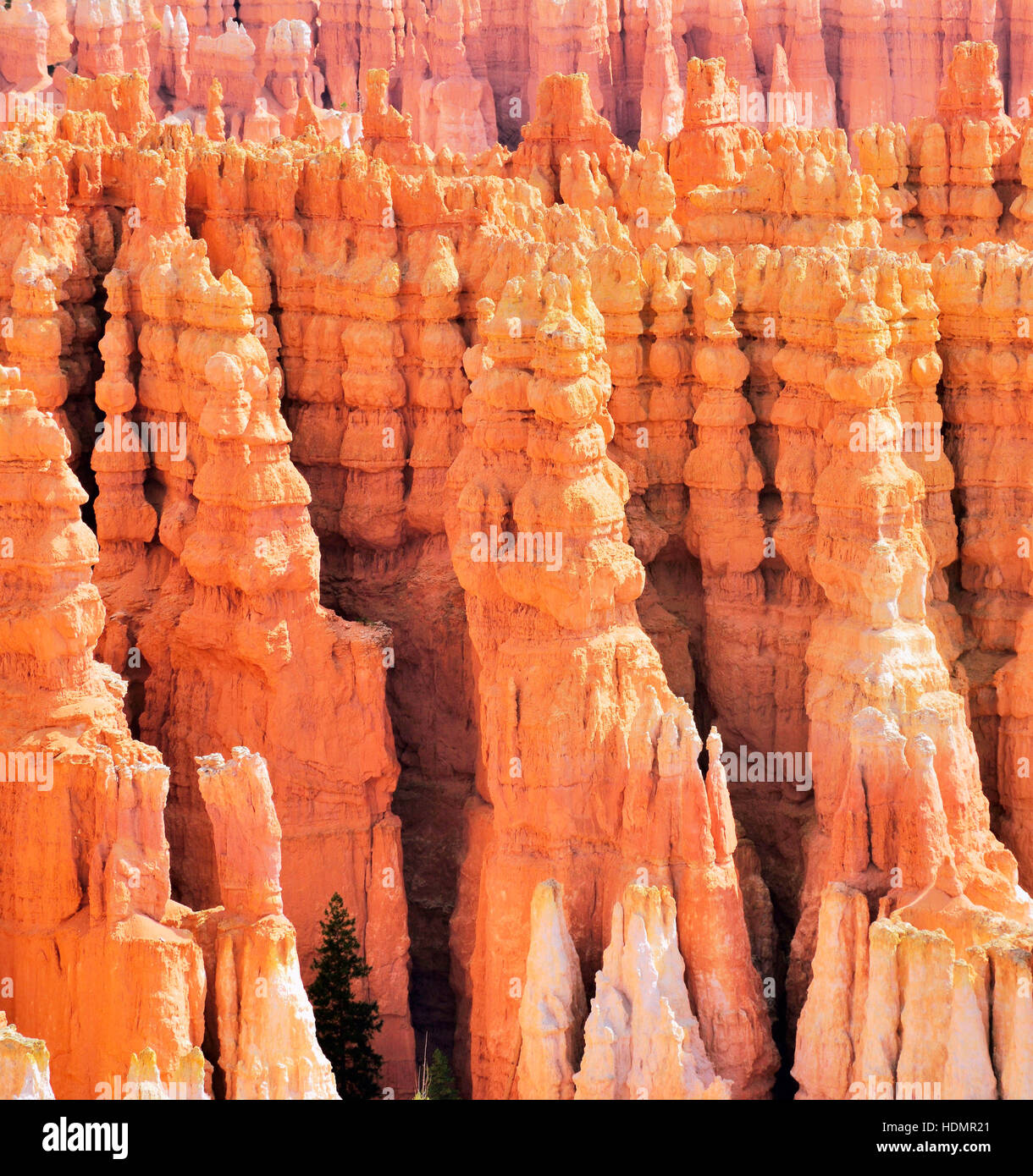 Red eroded limestone columns, Bryce Canyon National Park, Sunrise Point ...