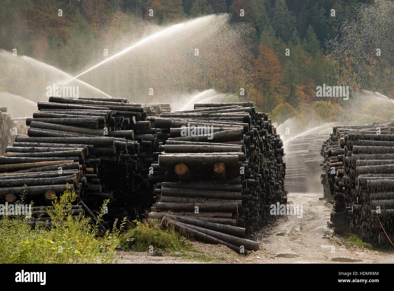 Keeping the timber damp in a timber yard, Mariazell, Styria, Austria ...
