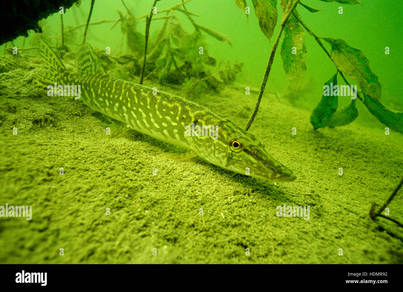 Maria pike hi-res stock photography and images - Alamy