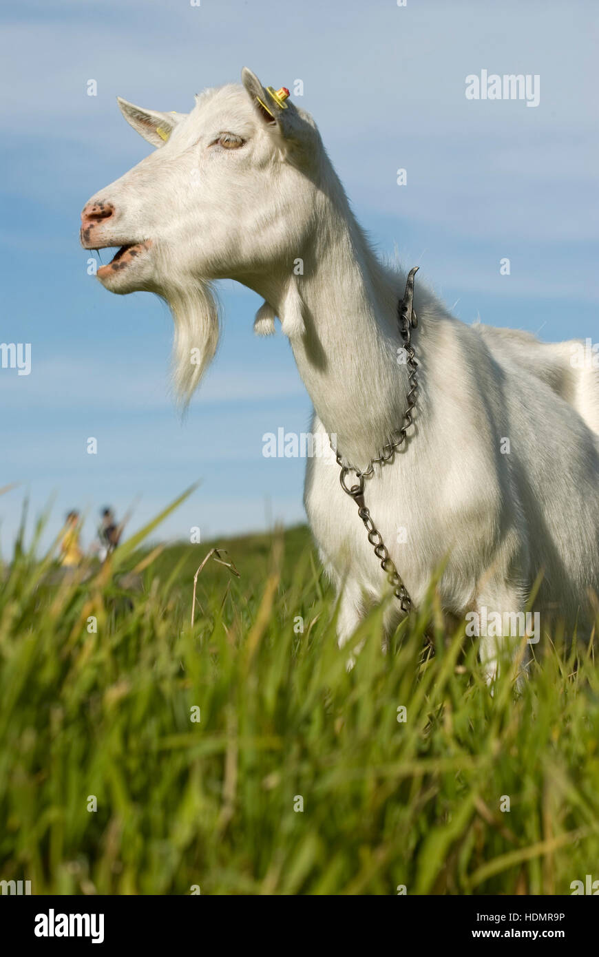 Domestic Goat (Capra hircus Stock Photo - Alamy