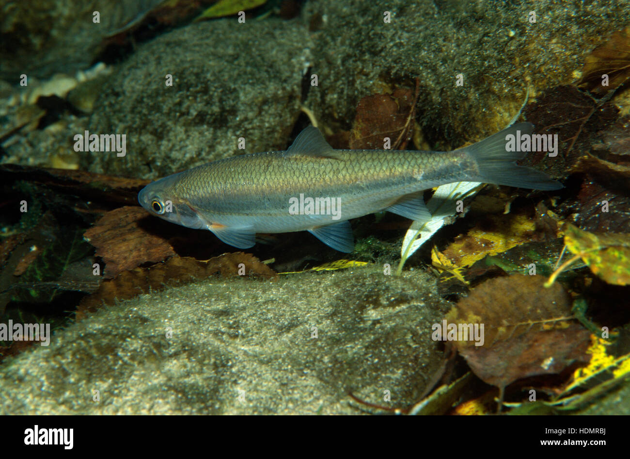Moderlieschen (Leucaspius delineatus Stock Photo - Alamy
