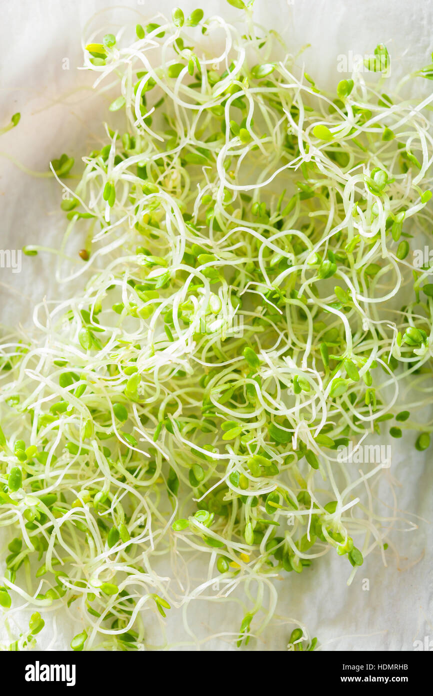 fresh clover sprouts healthy food Stock Photo - Alamy