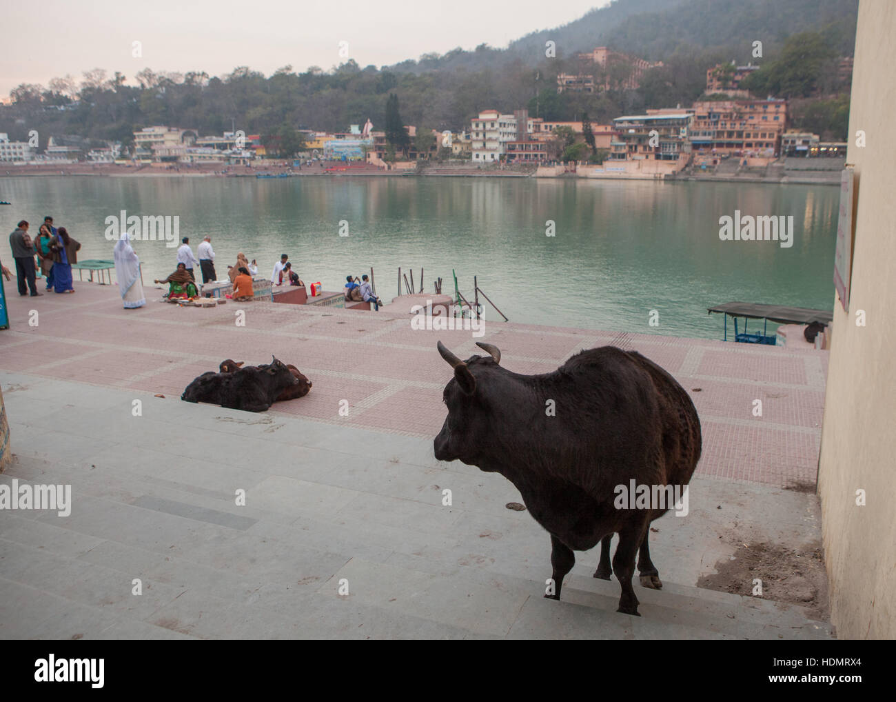 Ganga river ganges cow hi-res stock photography and images - Alamy