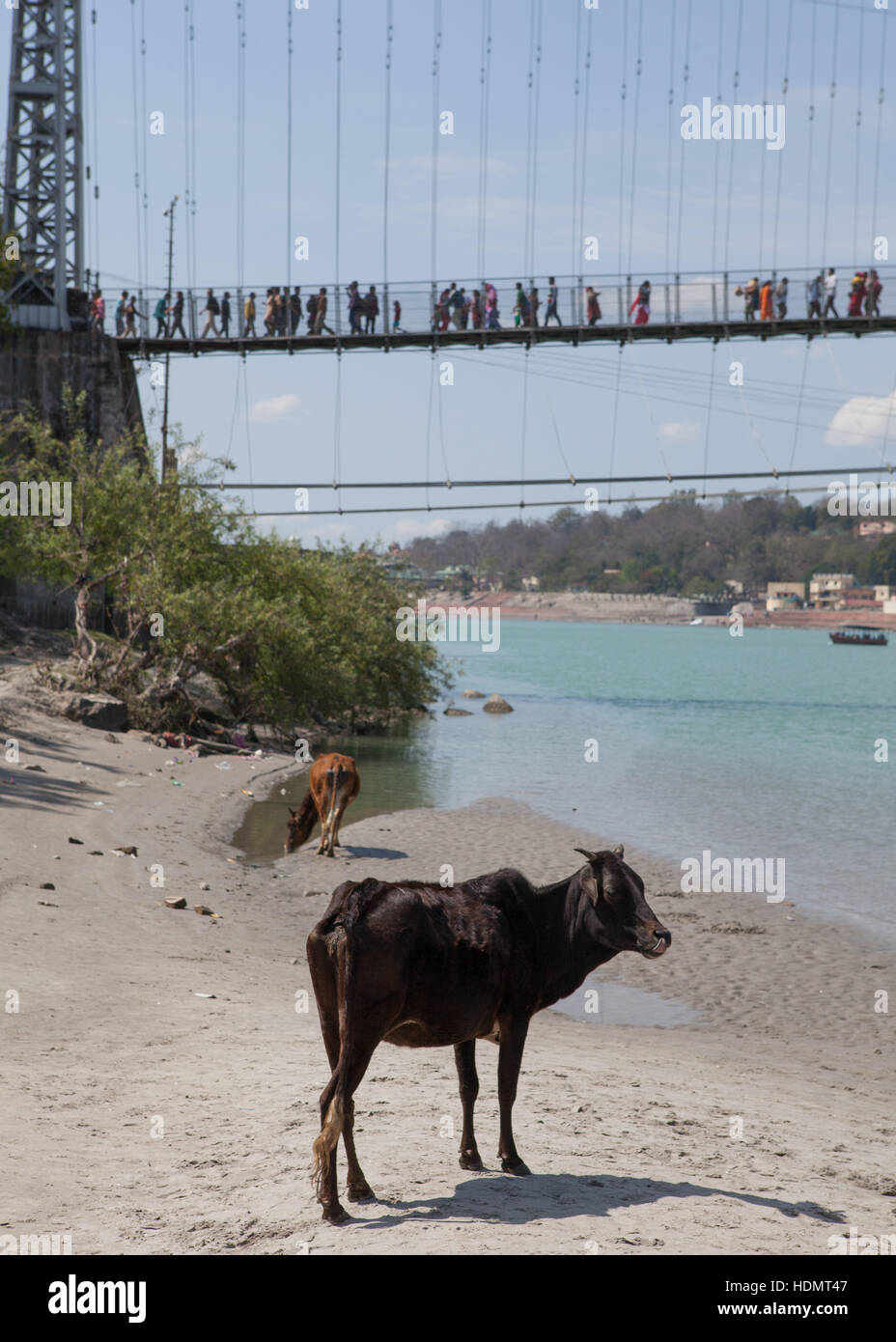 Ganga cows india hi-res stock photography and images - Alamy