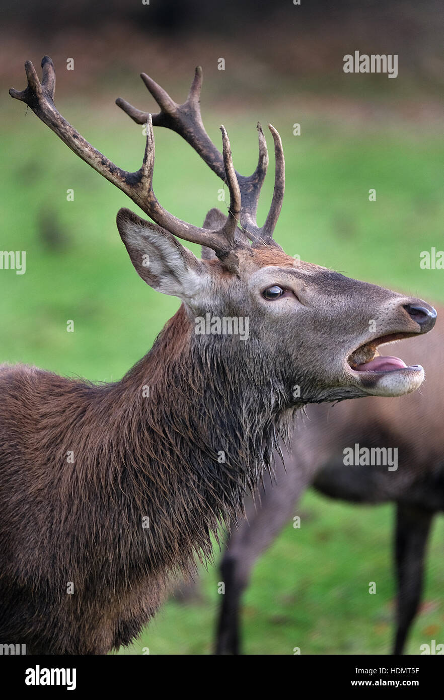 Country animal park hi-res stock photography and images - Alamy