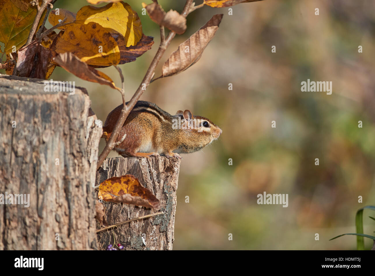 Very old tree hi-res stock photography and images - Alamy