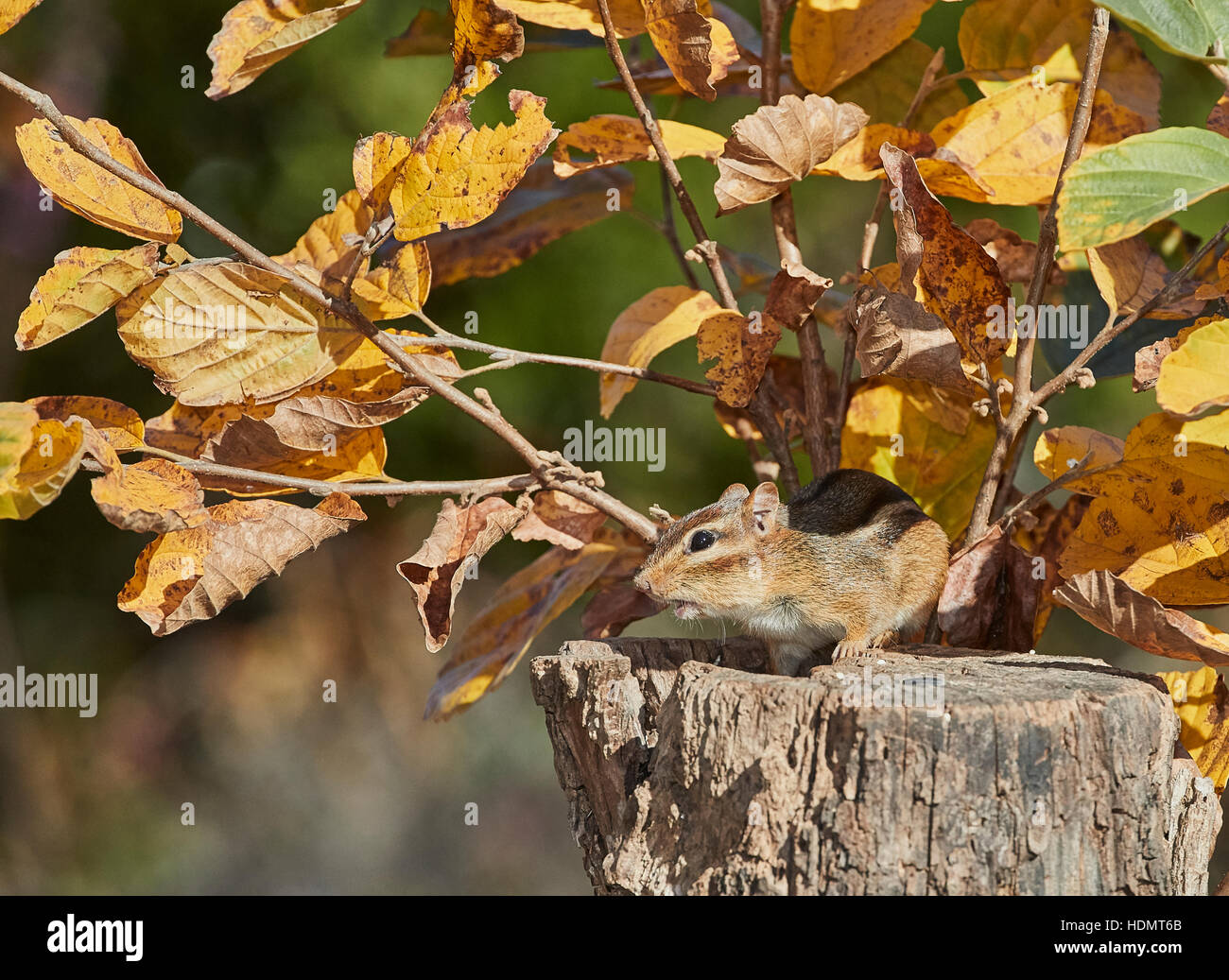 Old stump hi-res stock photography and images - Alamy