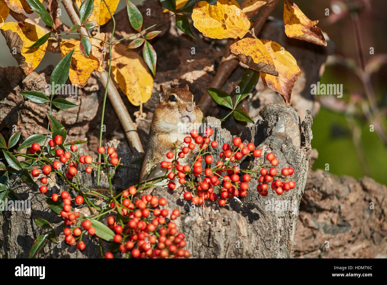 Tree stump hi-res stock photography and images - Alamy