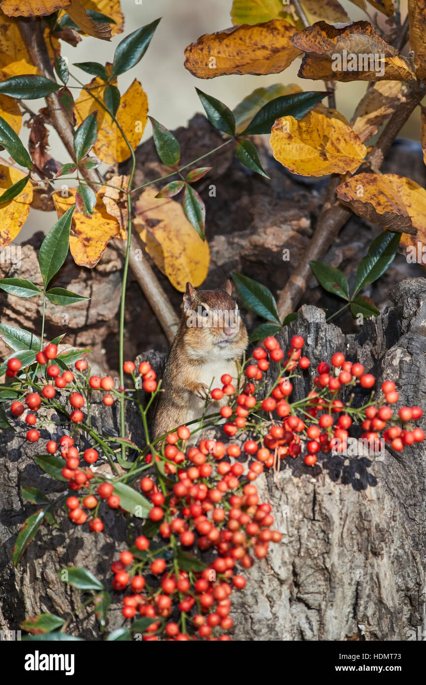 Eastern Chipmunk in old stump with berries Stock Photo - Alamy