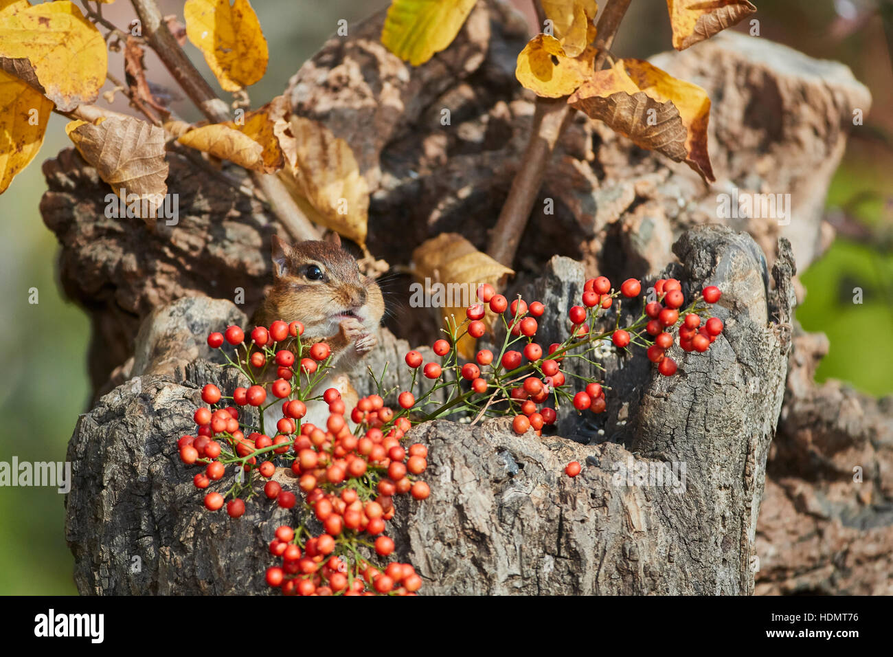 Eastern Chipmunk in old stump with berries Stock Photo - Alamy