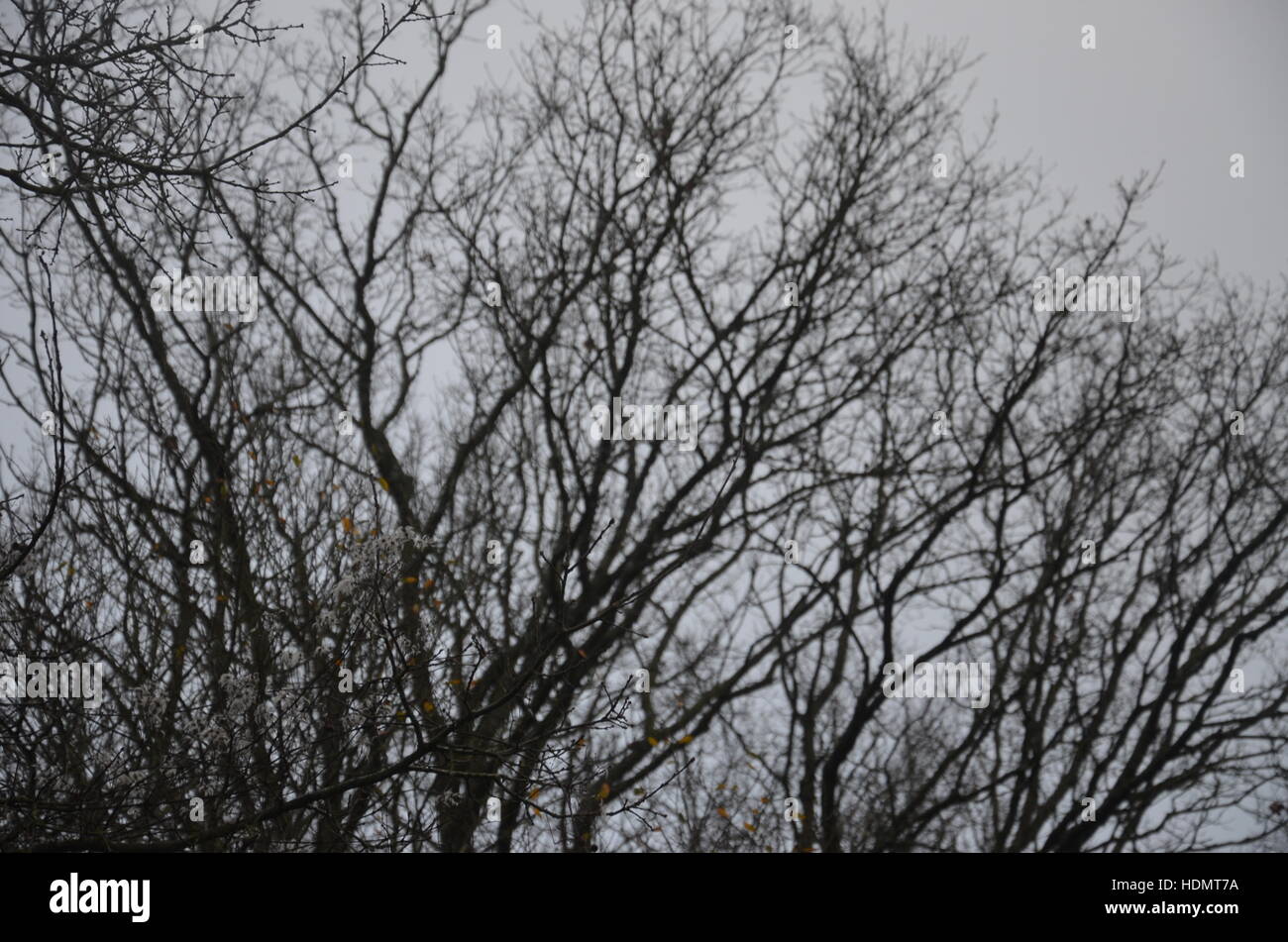 Tree Winter Silhouette Stock Photo - Alamy