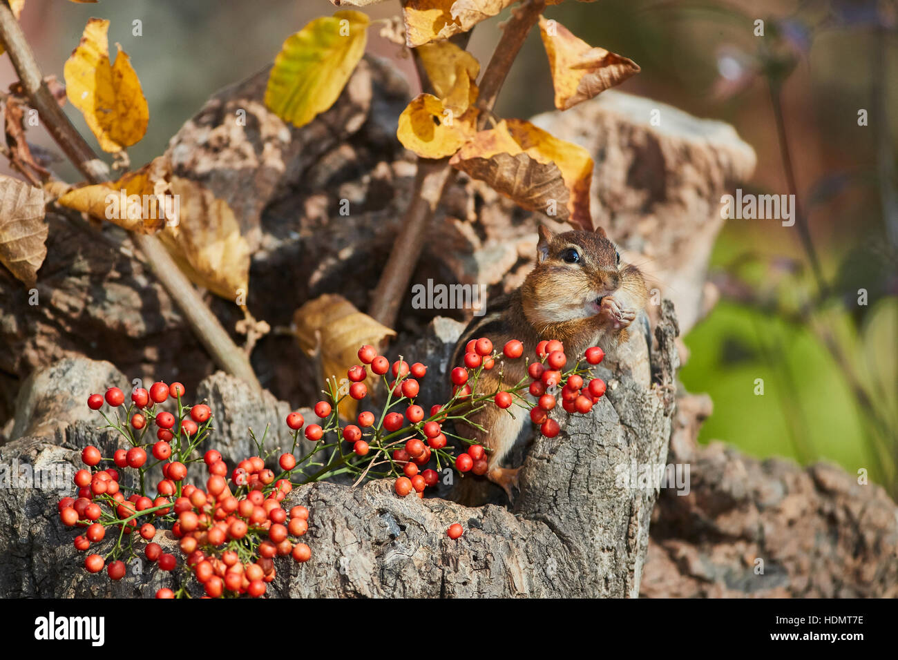 Eastern Chipmunk in old stump with berries Stock Photo - Alamy