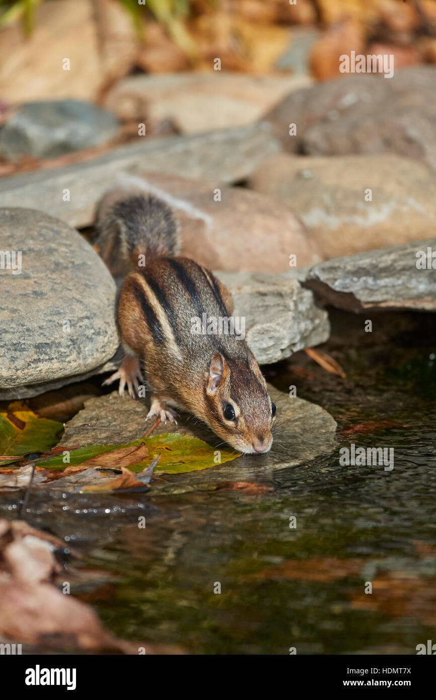 Eastern Chipmunk drinking water out of stream Stock Photo - Alamy