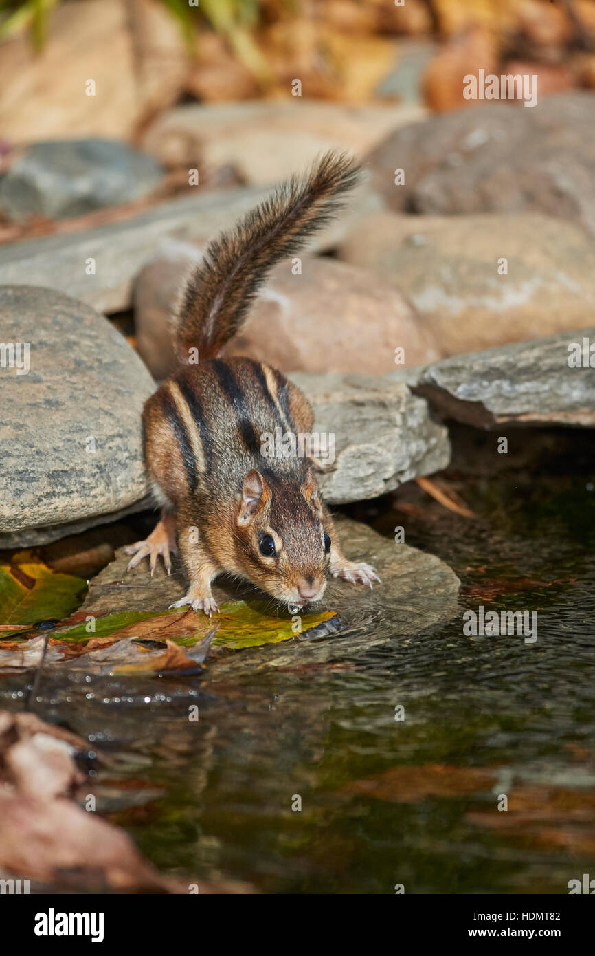 Eastern Chipmunk drinking water out of stream Stock Photo - Alamy