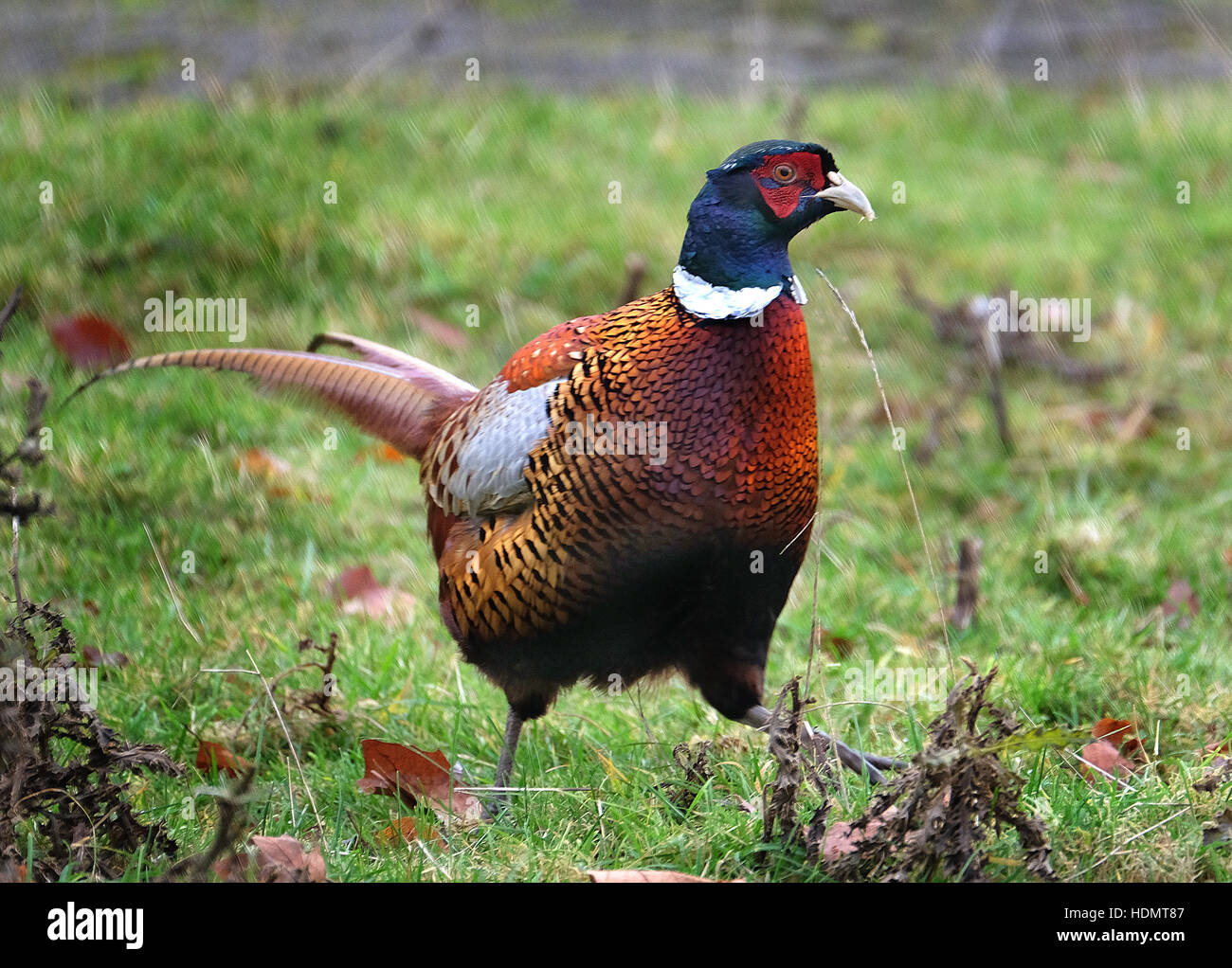 Wild Pheasant in country park. Phasianinae, of the family Phasianidae ...