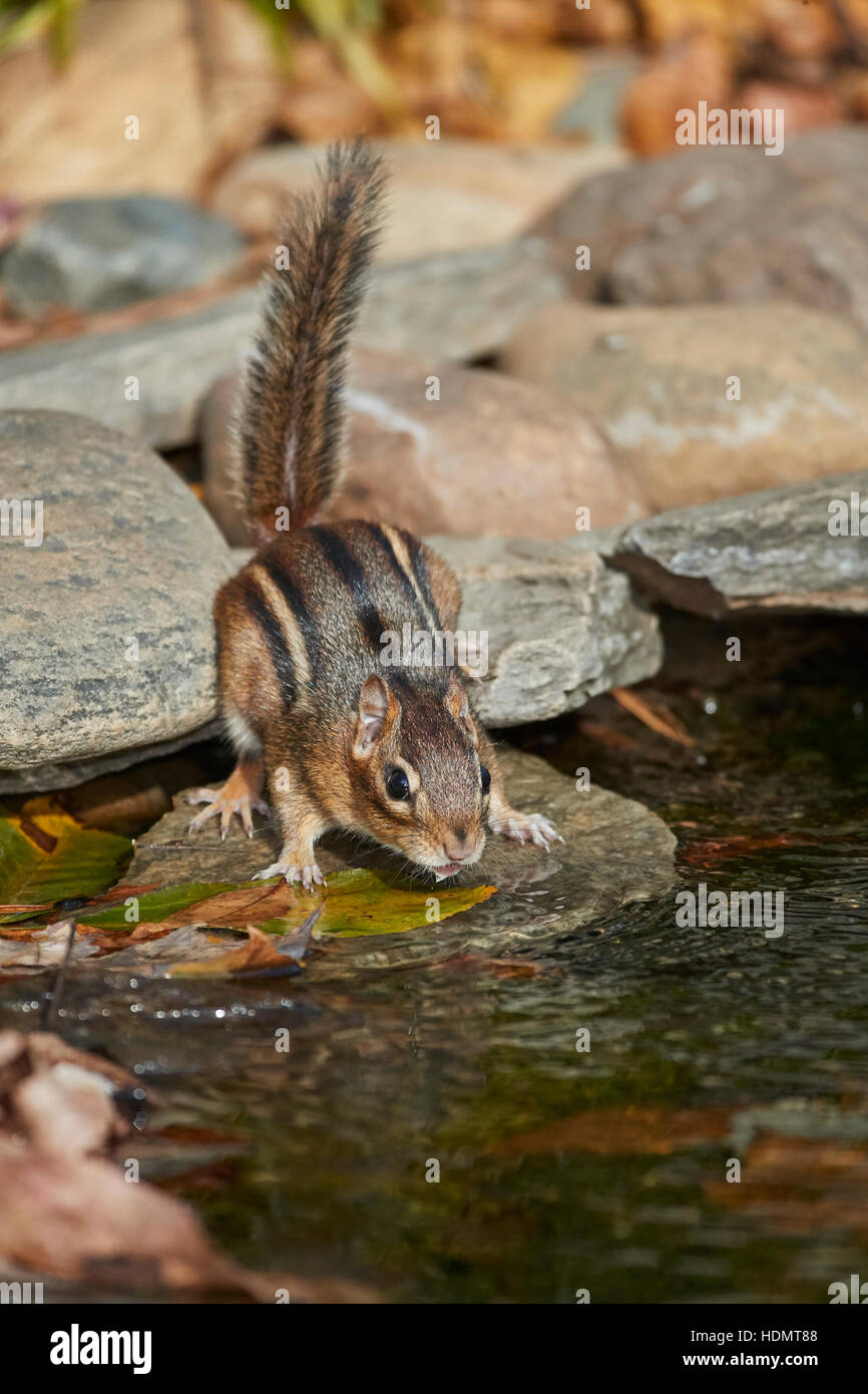 Eastern Chipmunk drinking water out of stream Stock Photo - Alamy