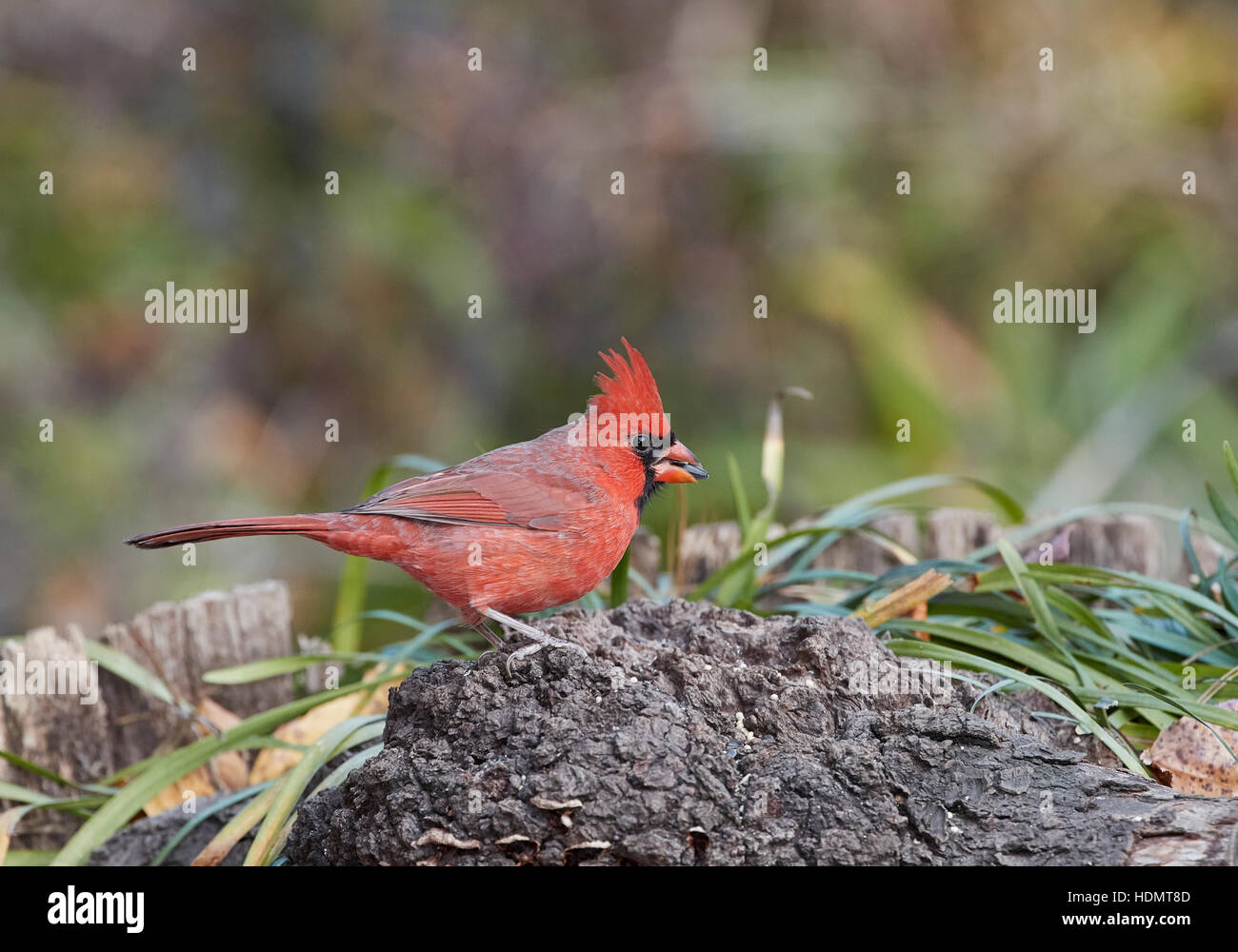Northern cardinal hi-res stock photography and images - Alamy