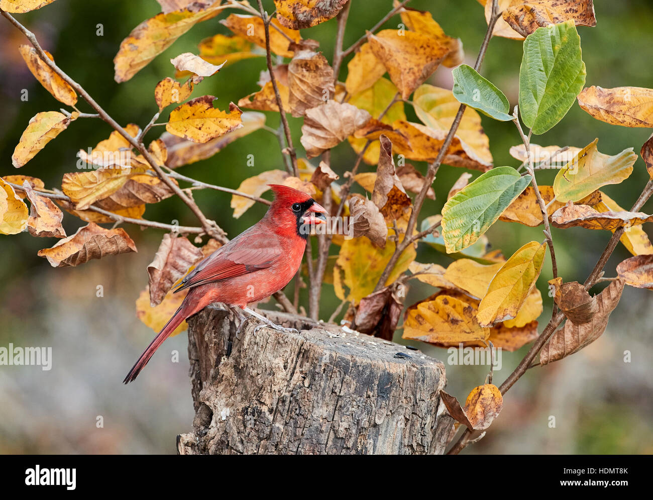 Kentucky cardinal hi-res stock photography and images - Alamy