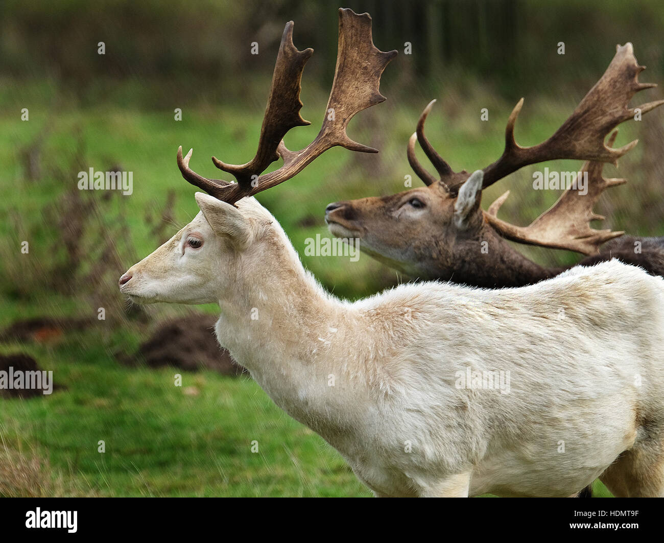 Rare white Fallow Deer stag in country park with Red stag Stock Photo ...