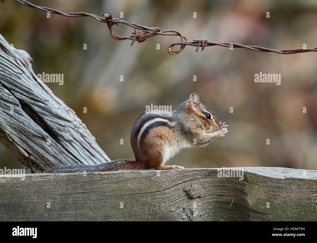 Eastern Chipmunk sitting on fence Stock Photo - Alamy