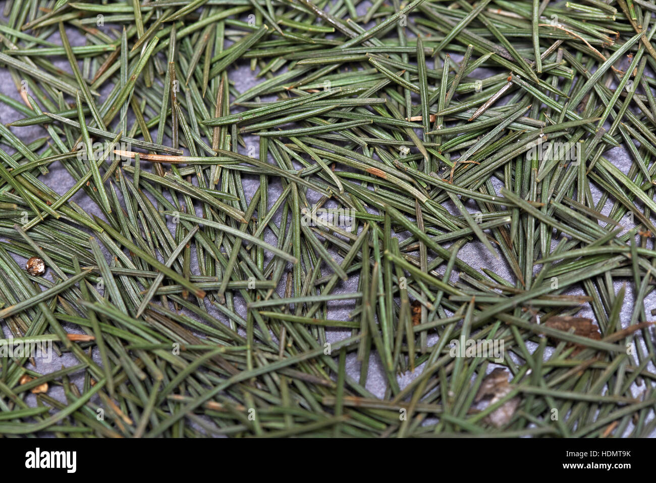 Full frame photo of spruce needle. Close-up view Stock Photo - Alamy
