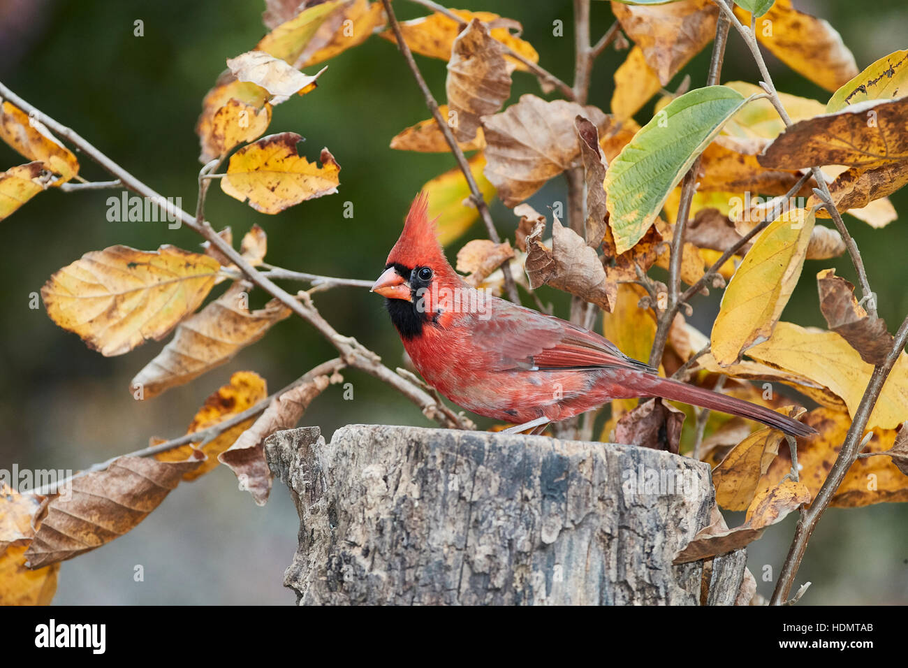 Northern Cardinal on old tree stump Stock Photo - Alamy