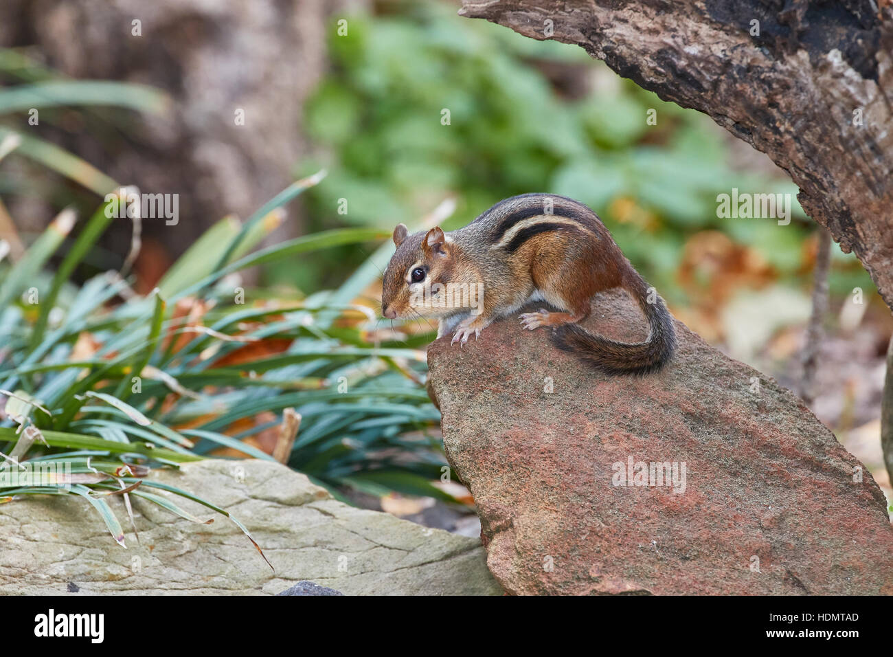 Eastern Chipmunk sitting on a rock Stock Photo - Alamy