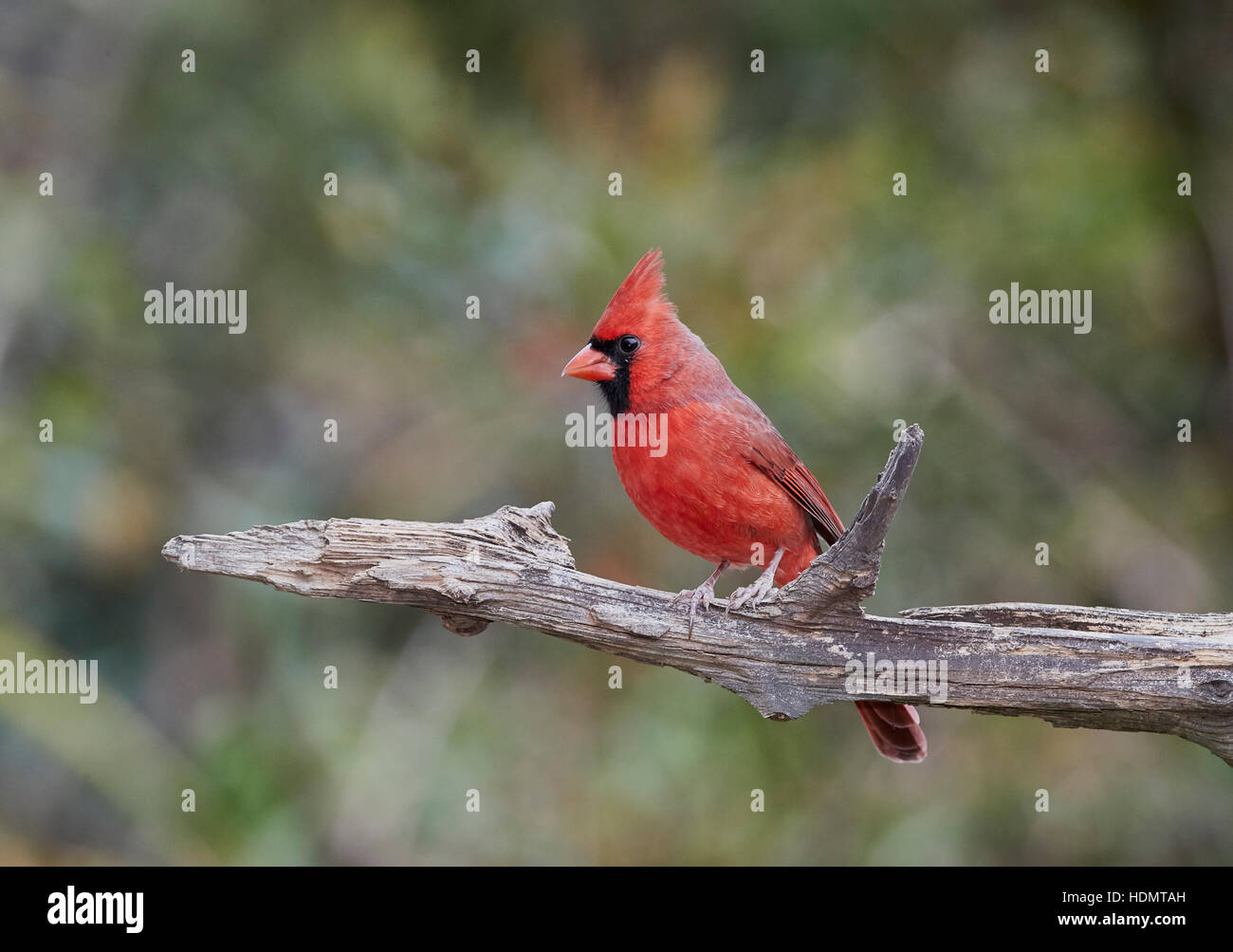 Northern Cardinal, red bird Stock Photo - Alamy