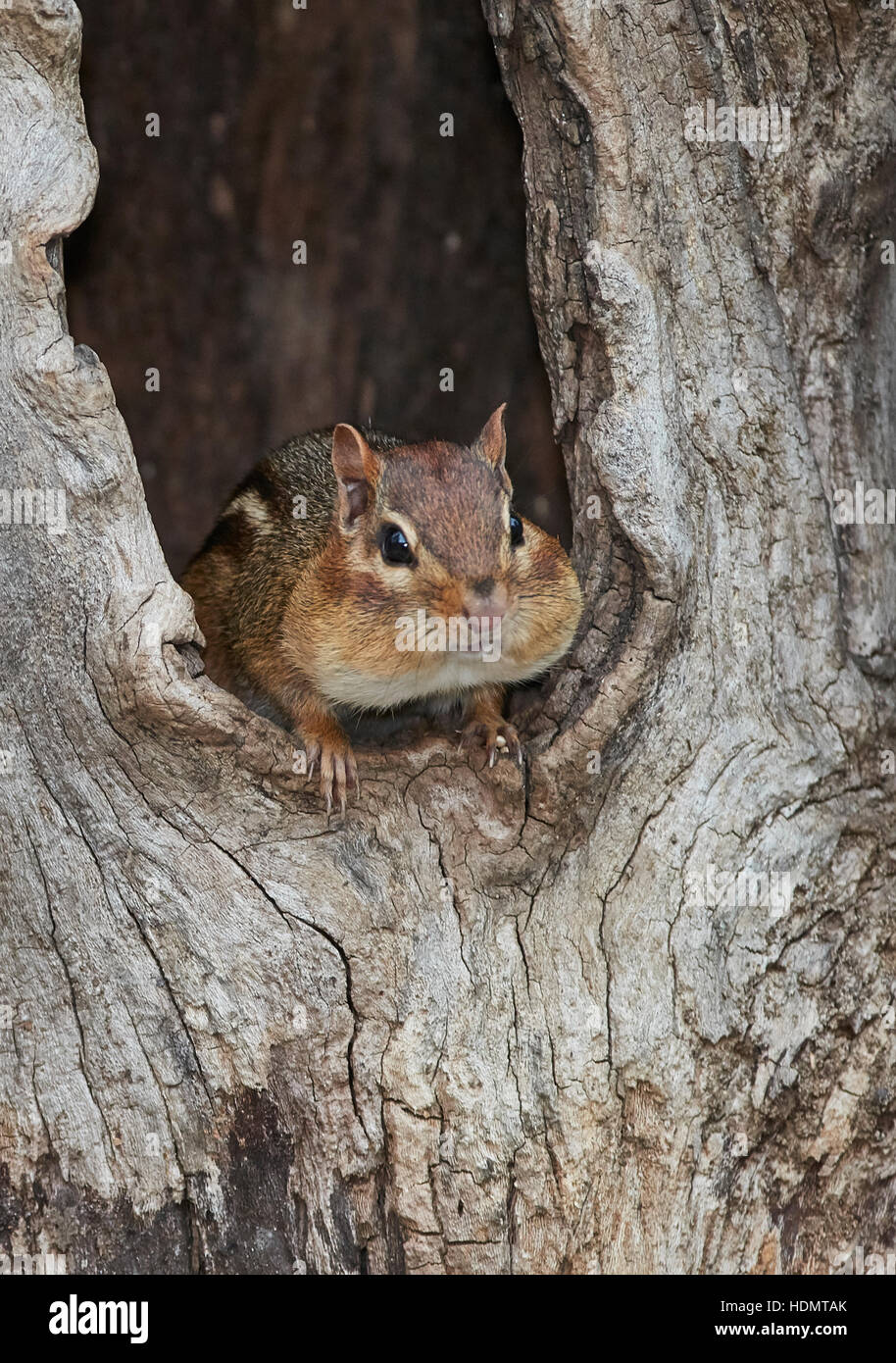 Chipmunk Home