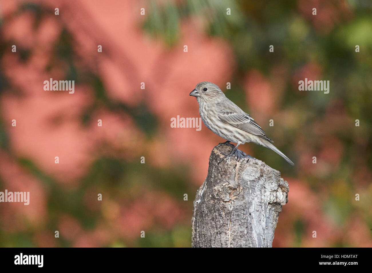 House Finch female Stock Photo - Alamy