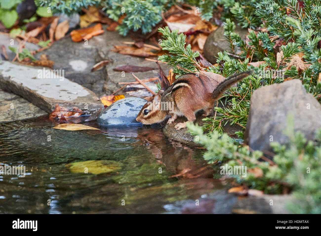 Eastern Chipmunk drinking water out of stream Stock Photo - Alamy