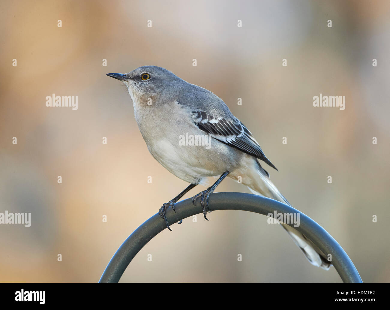 Arkansas northern mockingbird hi-res stock photography and images - Alamy