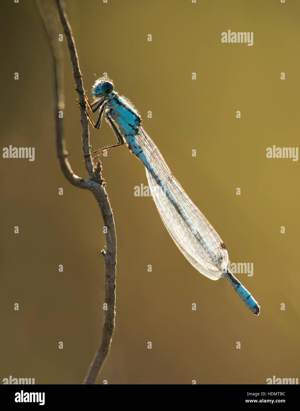 A Common Blue Damselfly at Rushbush Pond in the New Forest Stock Photo ...