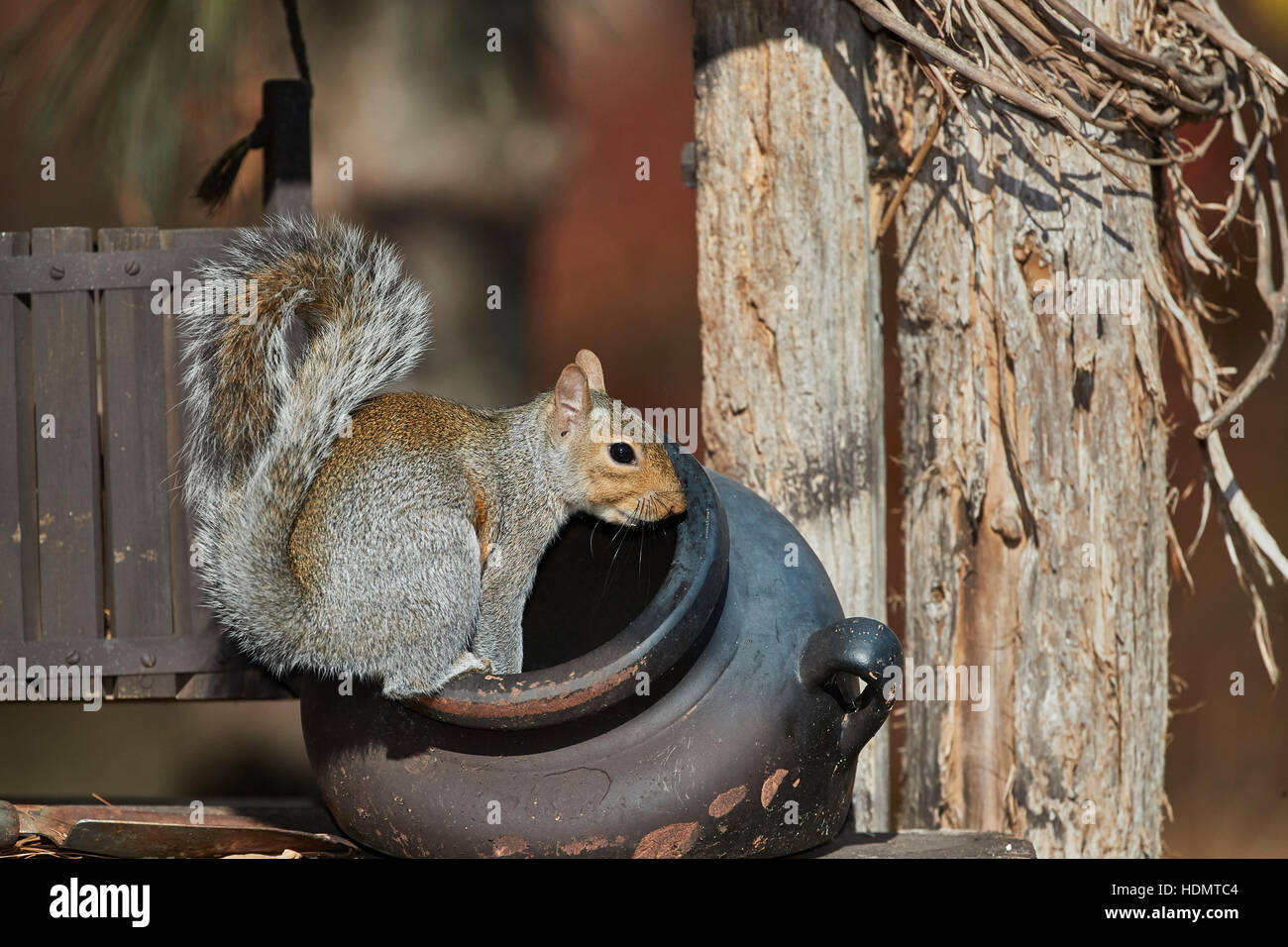 Gray squirrel flower hi-res stock photography and images - Alamy