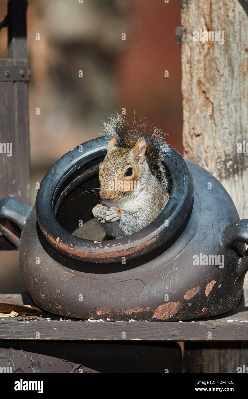 Gray Squirrel feeding out of old flower pot Stock Photo - Alamy