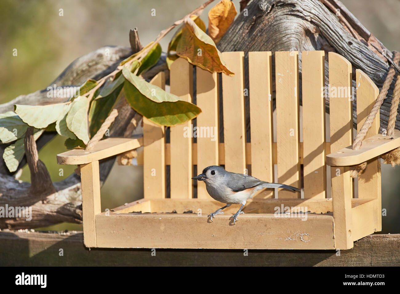 Tufted titimouse hi-res stock photography and images - Alamy