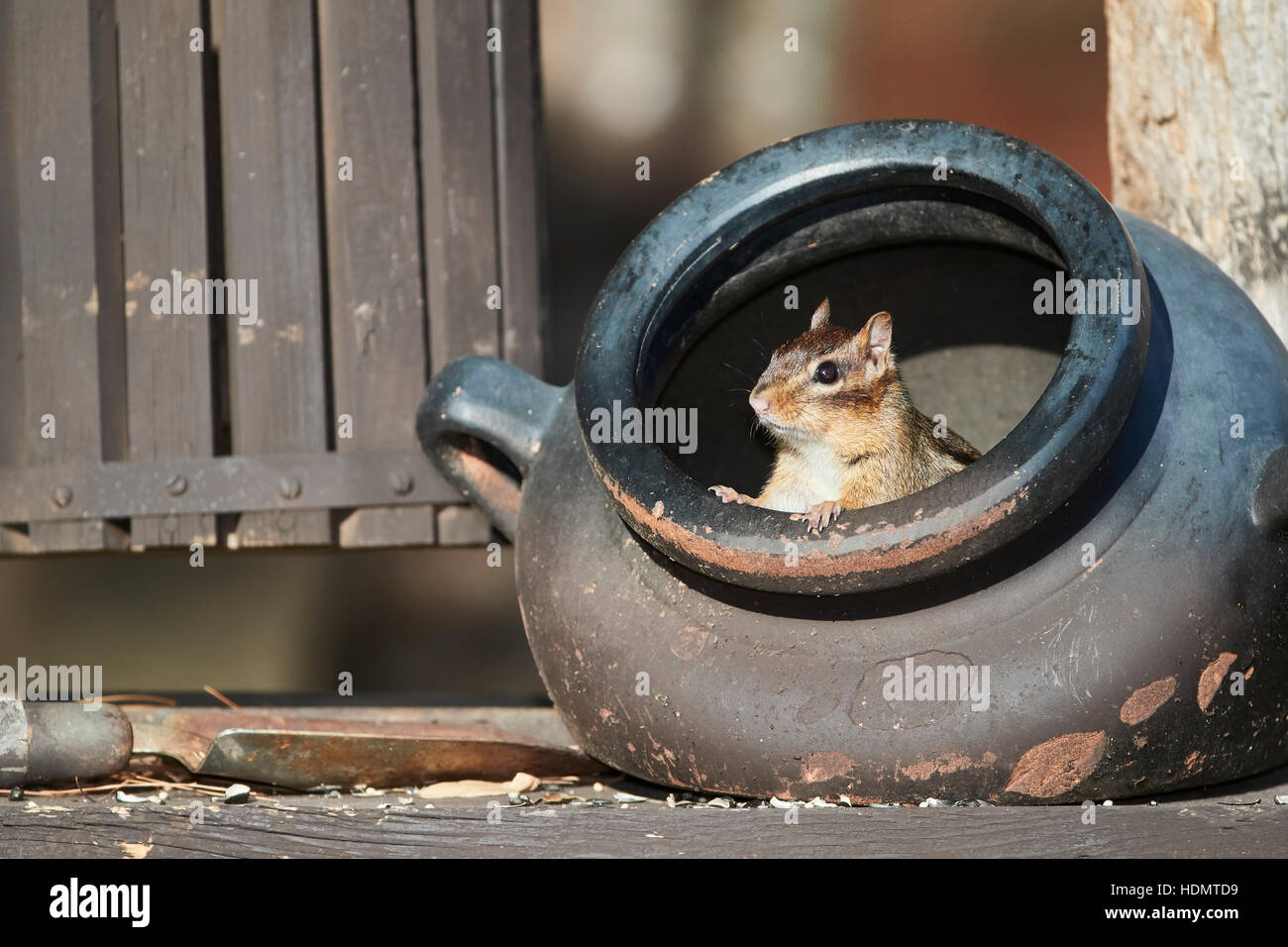 Chipmunk in old flower pot hi-res stock photography and images - Alamy