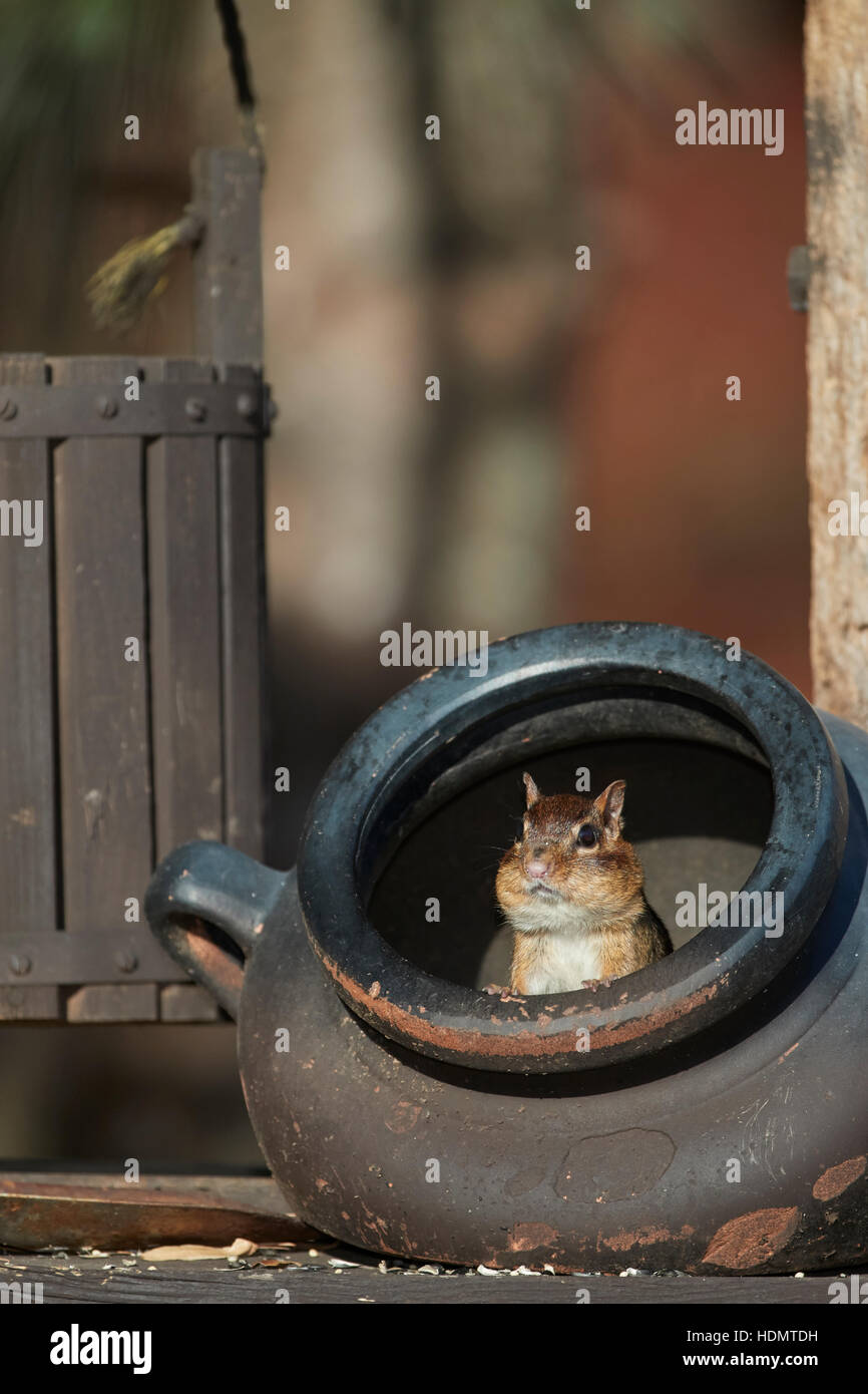 Chipmunk in old flower pot hi-res stock photography and images - Alamy