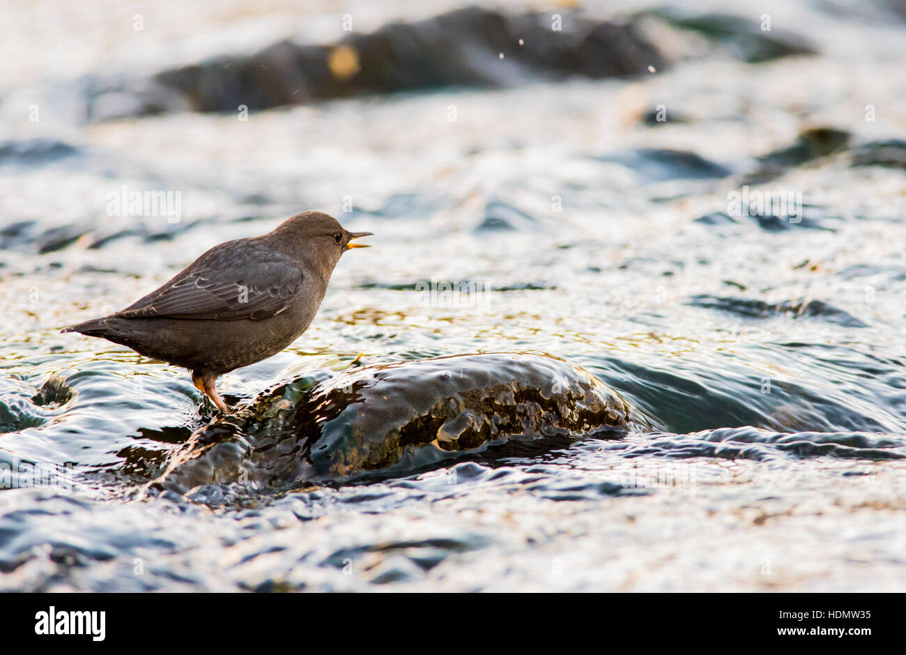 An American Dipper searching for breakfeast on the animas river in ...