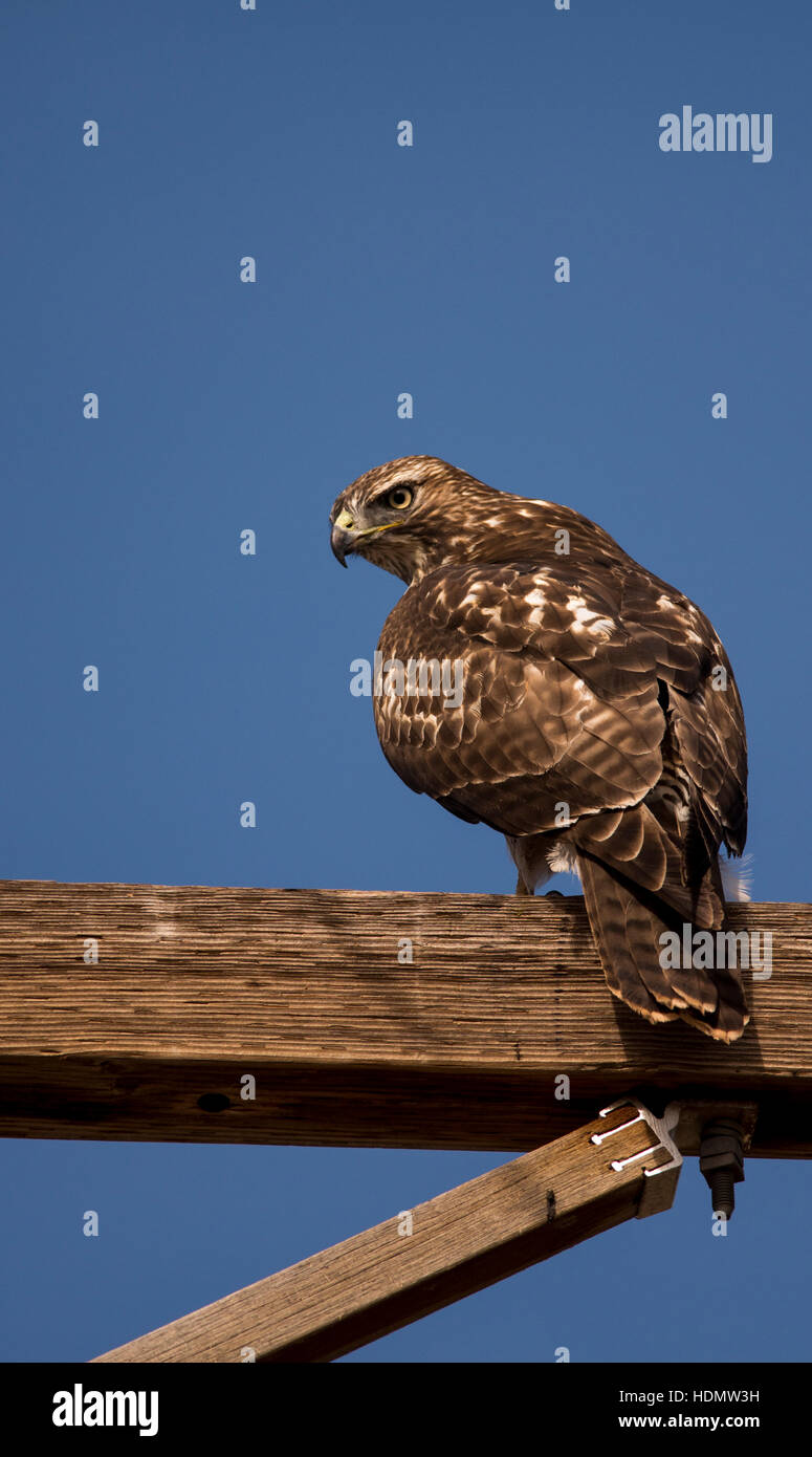 A redtail hawk sits perched alongside the road near durango colordo ...