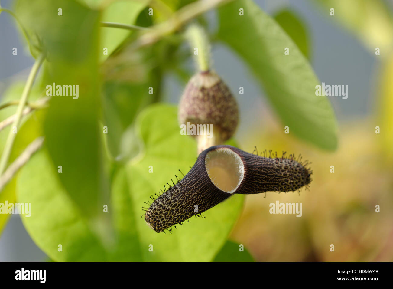 Aristolochia ridicula hi-res stock photography and images - Alamy