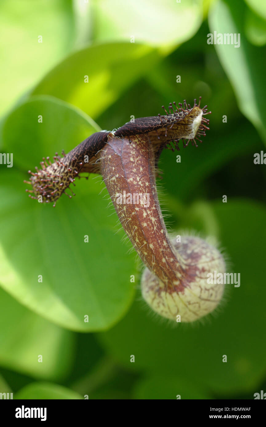 Ridícula hi-res stock photography and images - Alamy