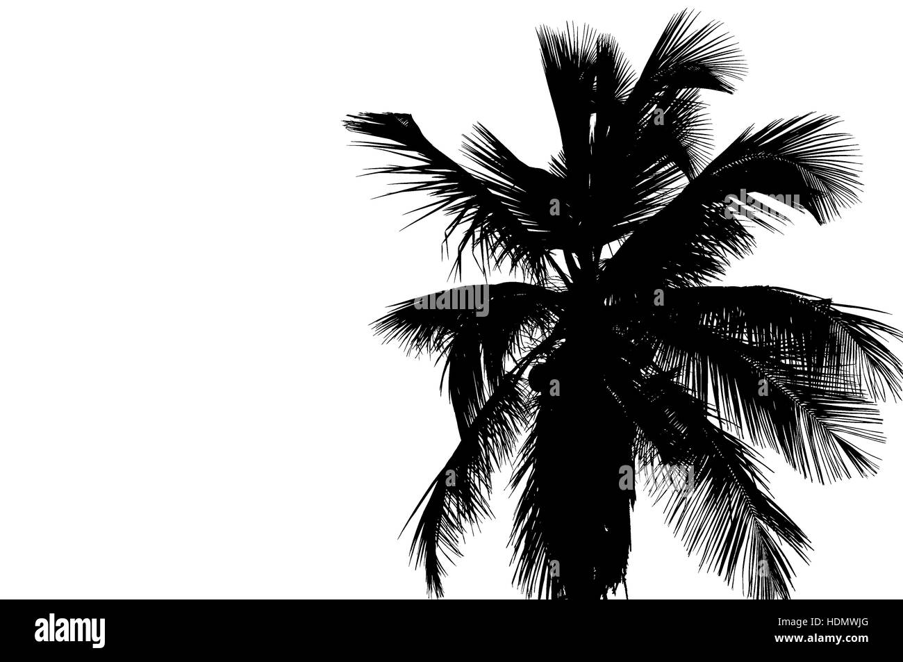 Black Palm Tree Png