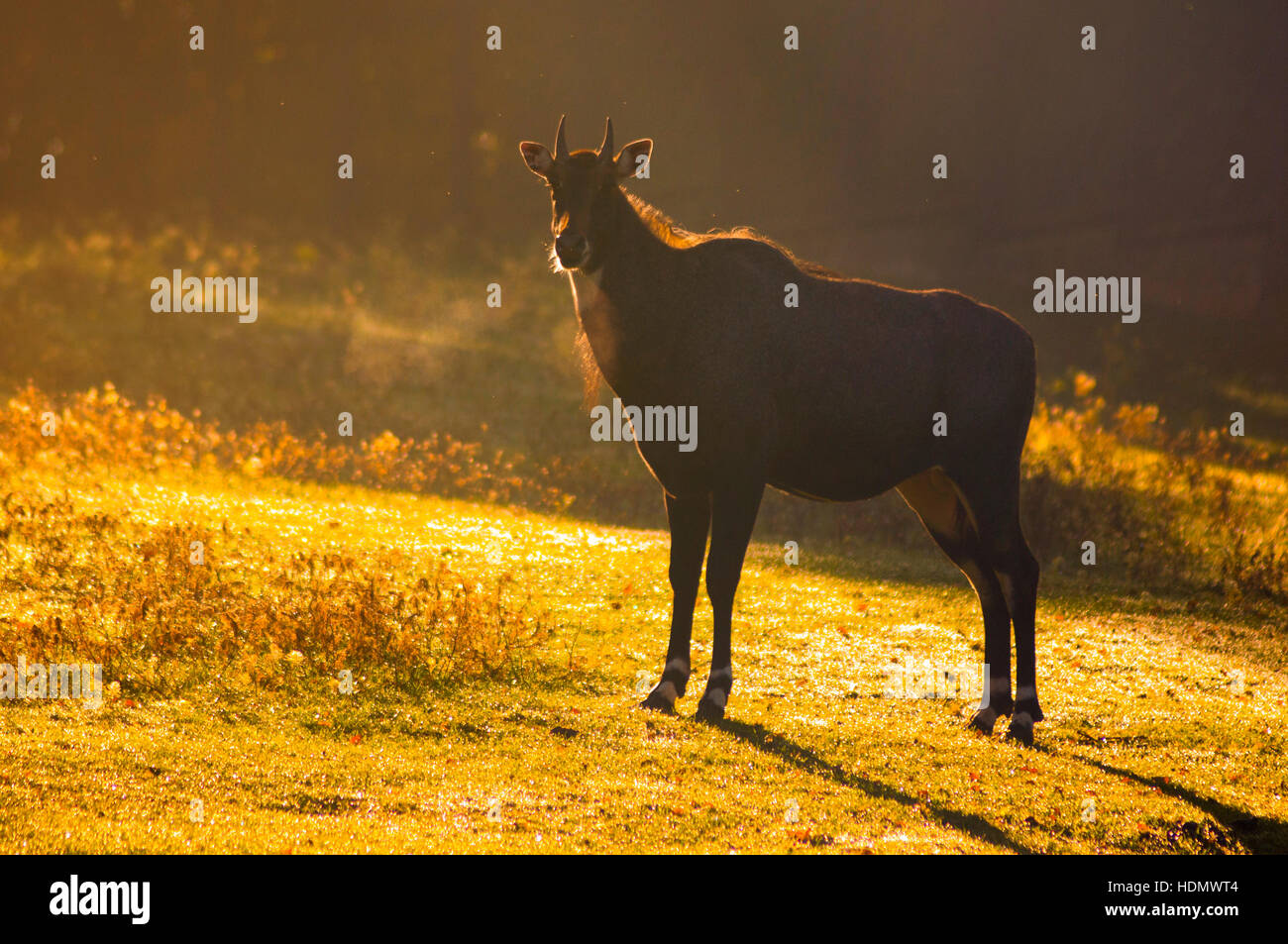 Photographing antelope hi-res stock photography and images - Alamy