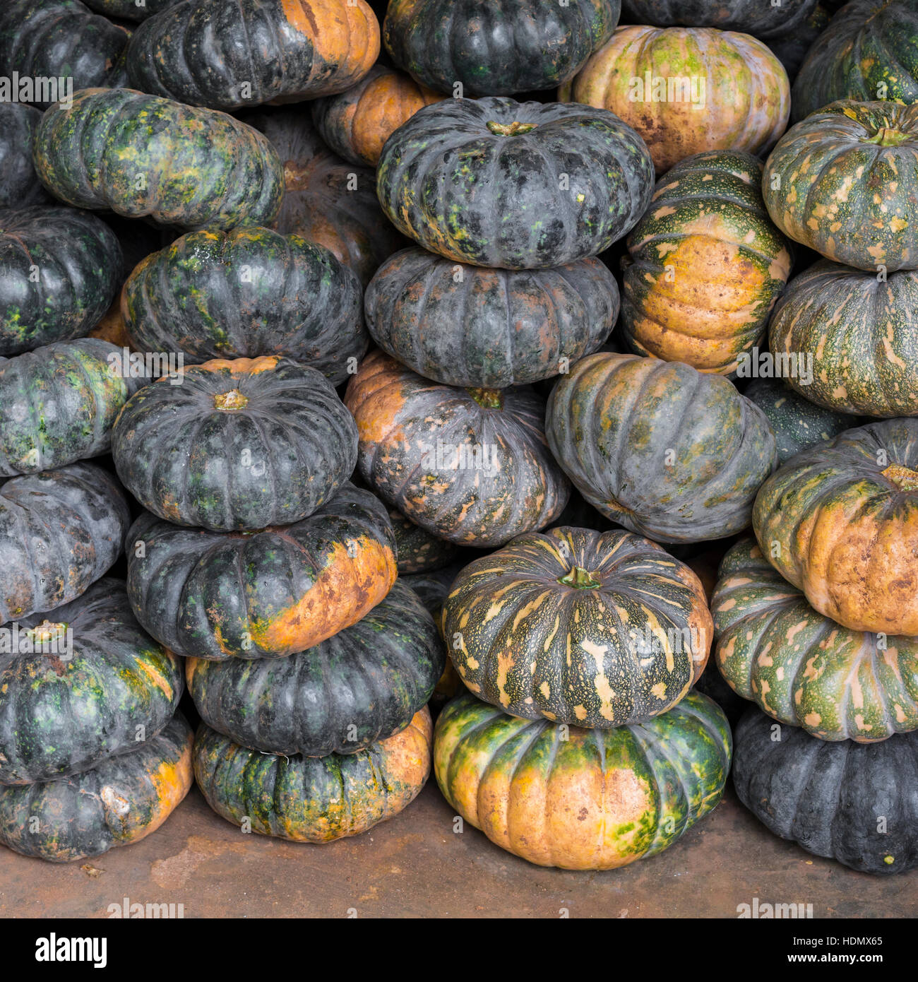 Green pumpkin vegetable of agriculture harvesting Stock Photo - Alamy