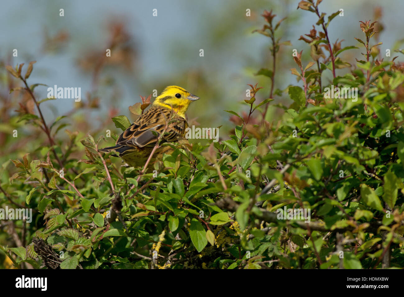 Male Yellowhammer-Emberiza citrinella. Spring. Uk Stock Photo - Alamy